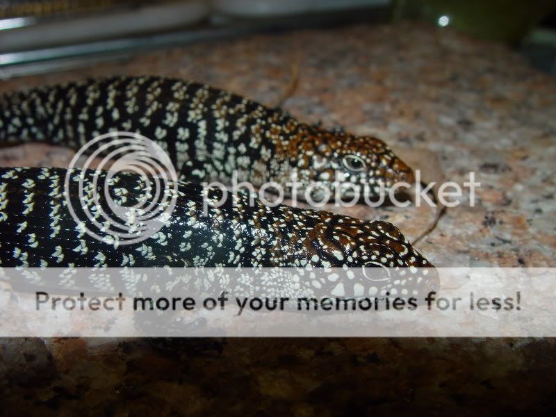 show us your cunningham skinks and land mullets | Aussie Pythons ...