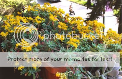 E anche i Sedum compressum non scherzano...