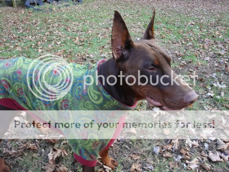 Fido Fleece | Page 2 | Doberman Forum : Doberman Breed Dog Forums