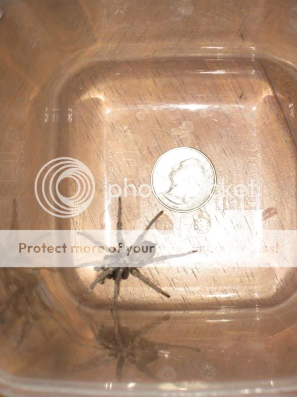 Calisoga longitarsus "False Tarantula" | Arachnoboards