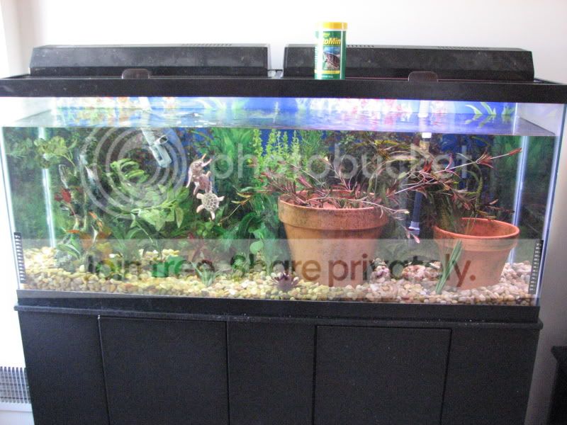 Redearslider.com :: View topic - New 120 gallon tank (lots of pics)