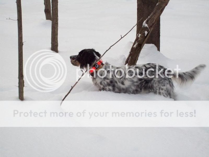 DeCoverly English Setters?? - Page 1 - Gun Dog Forum