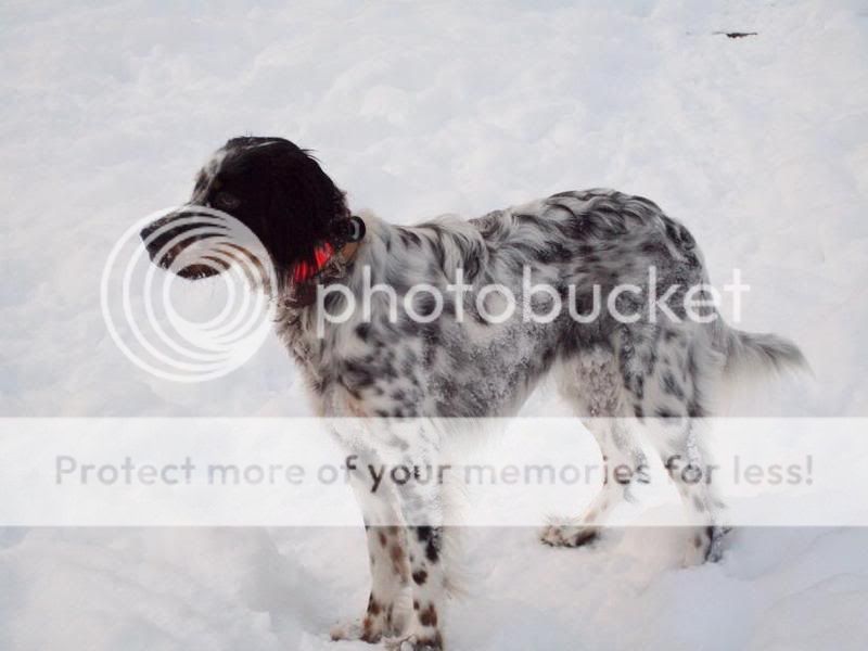 DeCoverly English Setters?? - Page 1 - Gun Dog Forum