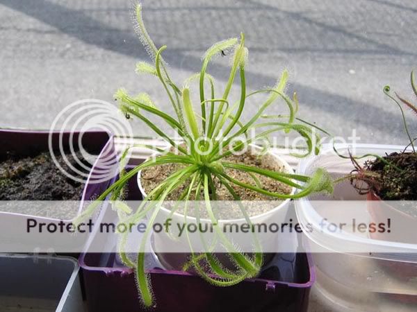Pictures of B. liniflora - Byblis - Carnivorous Plants UK
