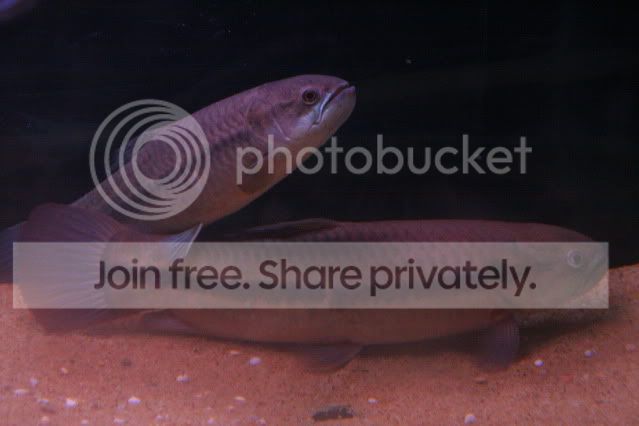 gold wolf fish, price? where to find? info? | MonsterFishKeepers.com