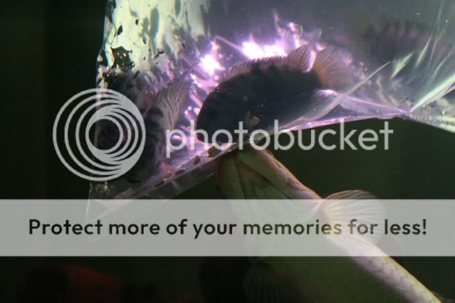 gold wolf fish, price? where to find? info? | MonsterFishKeepers.com