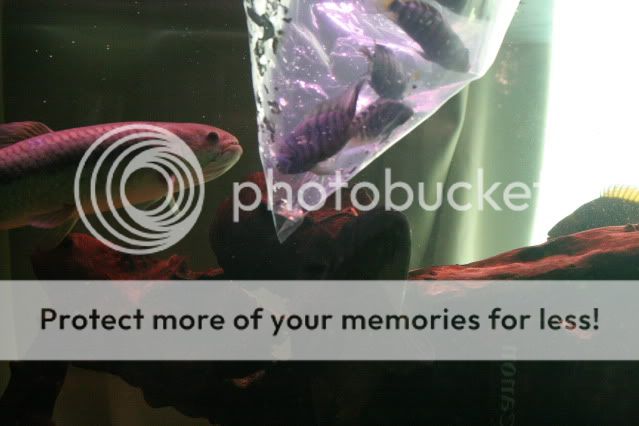 gold wolf fish, price? where to find? info? | MonsterFishKeepers.com