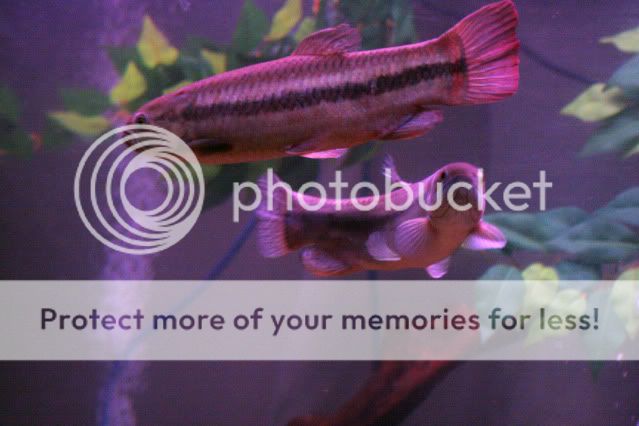 gold wolf fish, price? where to find? info? | MonsterFishKeepers.com