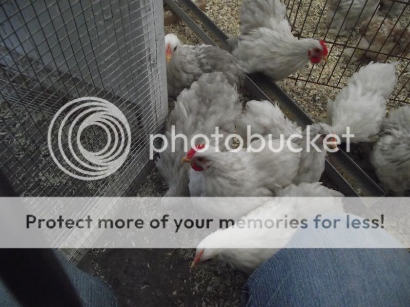 cochin bobtail - Kippenforum.nl