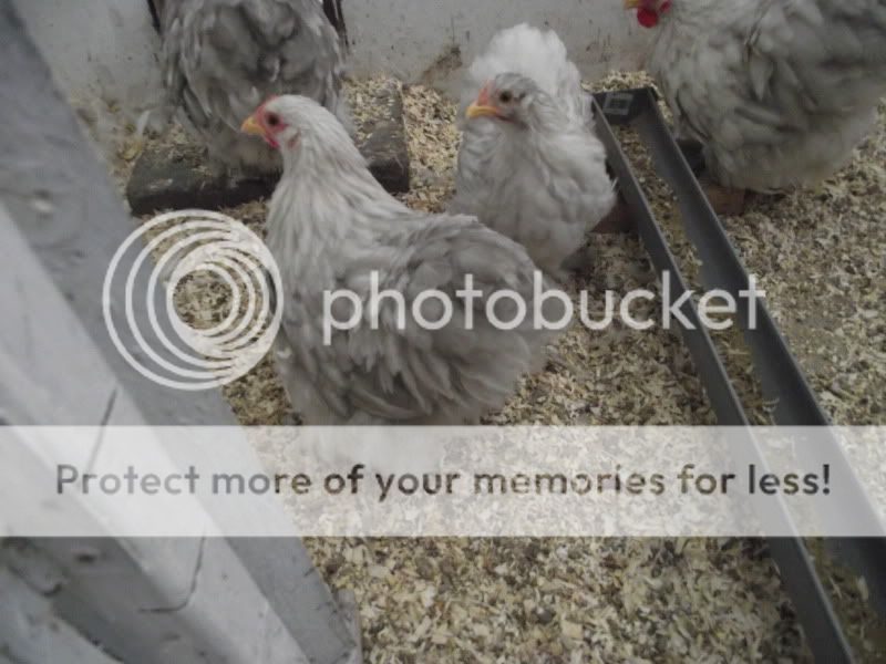 cochin bobtail - Kippenforum.nl