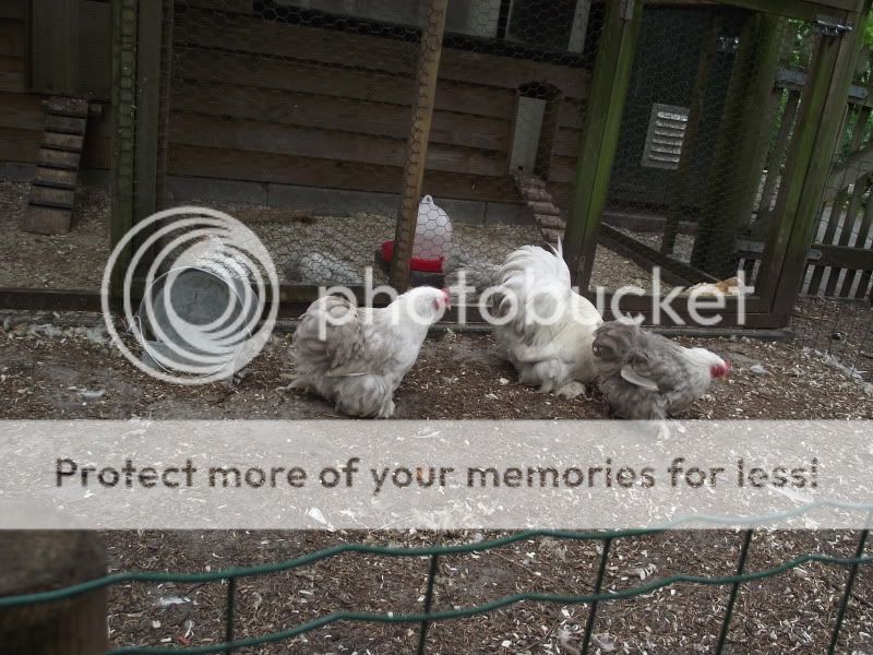 cochin bobtail - Kippenforum.nl