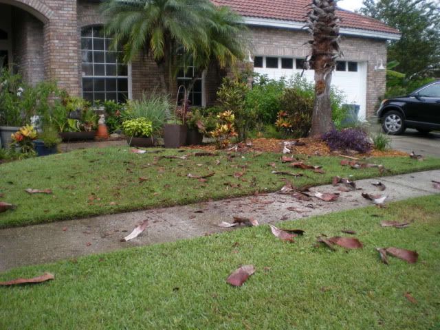 Lightning Hit Palm