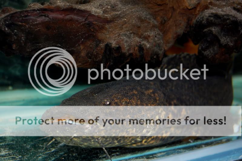 Rare catfish - Jelly cat - northeast uk | Reptile Forums