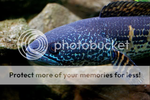 Channa aurantimaculata - golden cobra snakehead female for sale ...