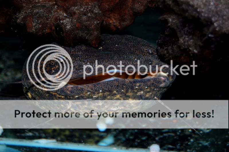 Rare catfish - Jelly cat - northeast uk | Reptile Forums