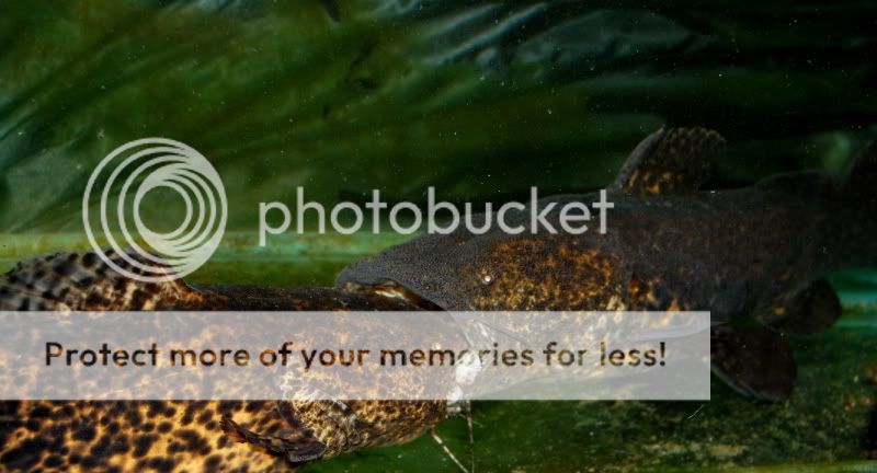 Rare catfish - Jelly cat - northeast uk | Reptile Forums