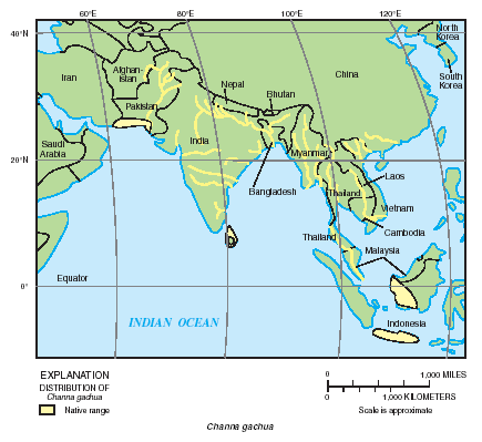 CHANNA SPECIES GUIDE : UPDATE IN PROGRESSION | MonsterFishKeepers.com