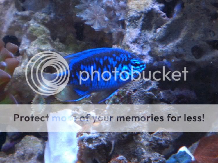 Anyone keepeing the springer damsel? - Reef Central Online Community