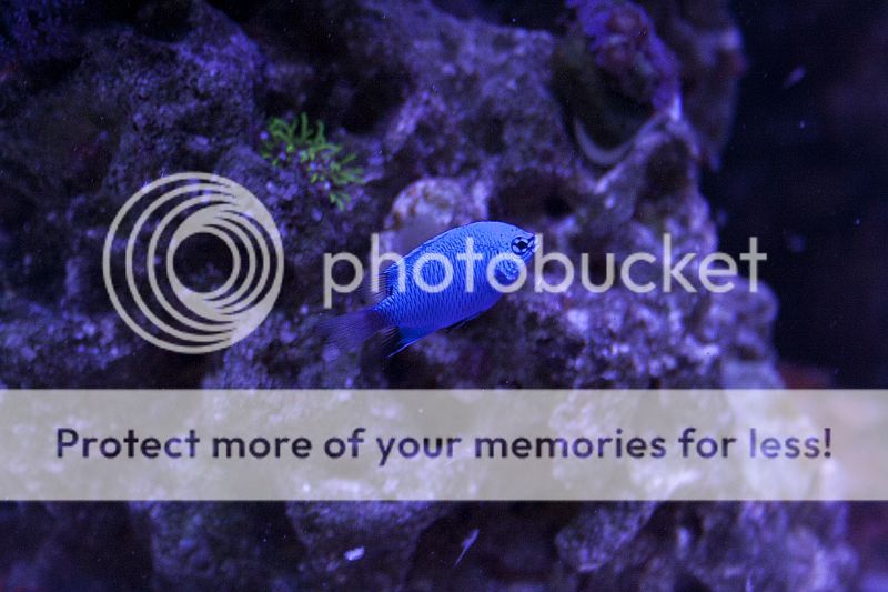 Anyone keepeing the springer damsel? - Reef Central Online Community