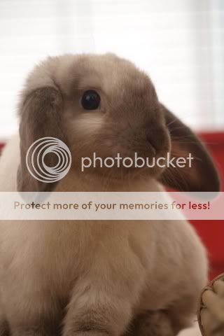 Available Individual: - Seal point female dwarf lop | Rabbits United