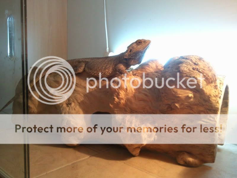 BN Extra Large wooden hide - Fantastic piece of wood - Pics! Stcokport ...