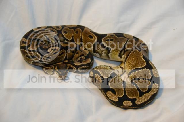 Eastern - Adult Royal Python Morphs - proven females and male | Reptile ...