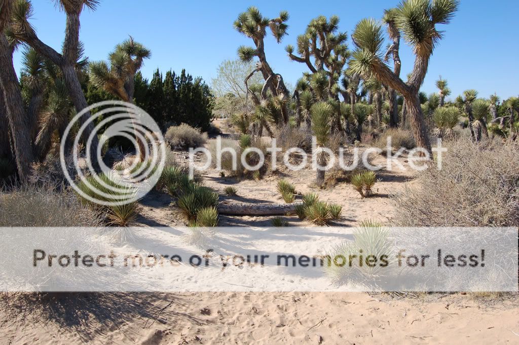 GC11FPE Prime Desert Woodland Preserve (Earthcache) in California ...