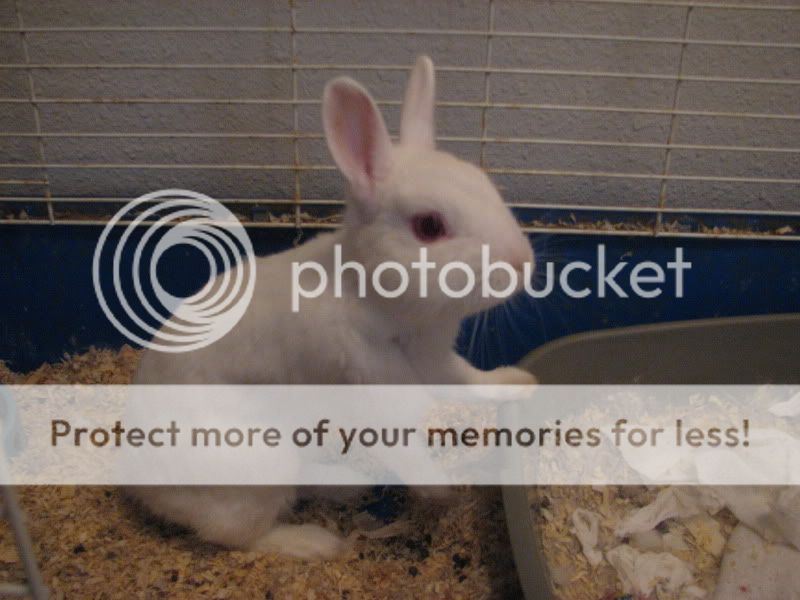 2 healthy babies...1 deformed baby | Rabbits Online Pet Rabbit & Bunny ...